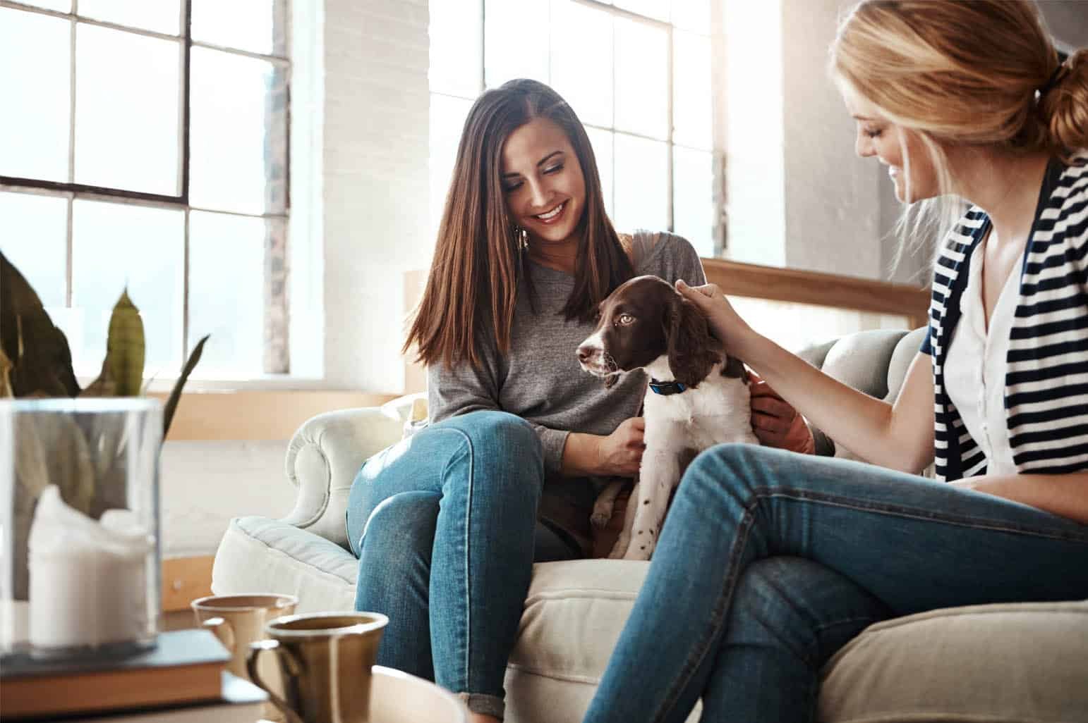 Les races de chiens selon sa personnalité : comment bien choisir son ...
